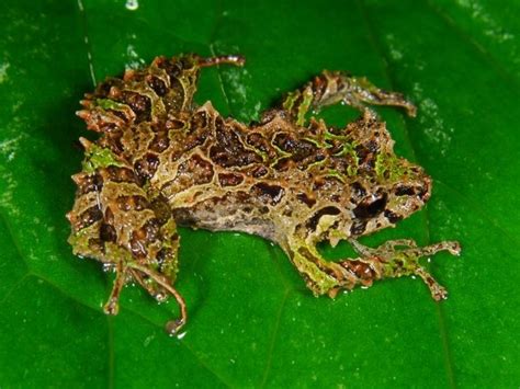 Real Monstrosities Mutable Rainfrog