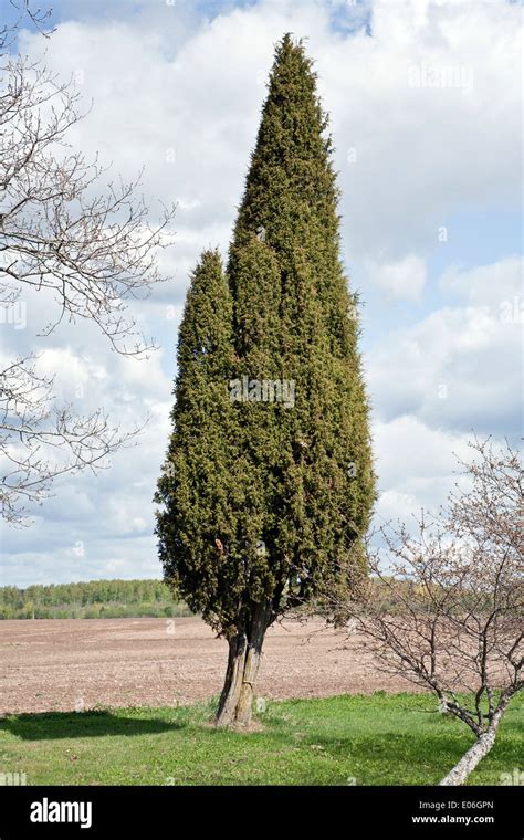 Juniperus Communis Tree 60 Organic Seeds Common Juniper 20 Berries