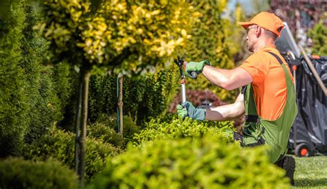 Do You Need Tree Trimming Or Tree Pruning Services