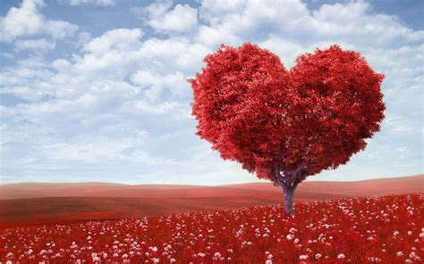 500 Beautiful Love Wallpapers