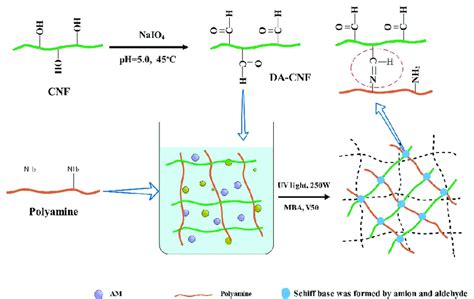 Schematic Illustration Of Dialdehyde Cellulose Nanofibrils Preparation