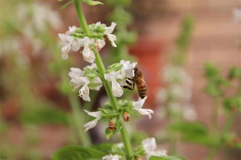 Fao On Linkedin Ecosystem Health And Biodiversity Depends On More Than 20 000 Species Of…