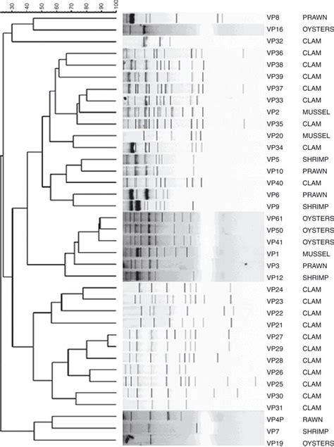 Dendrogram Showing Enterobacterial Repetitive Intergenic Consensus