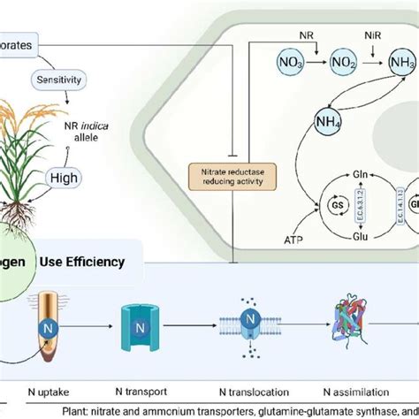 Schematic Representation Of Nitrogen Use Efficiency In Plants This Download Scientific Diagram