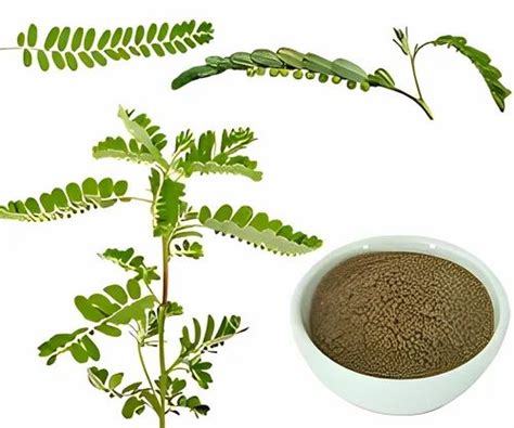 Phyllanthus Niruri Extract Packaging Type Packet Packaging Size 1