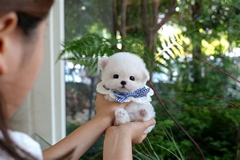 부산강아지분양 부산고양이분양 미유펫