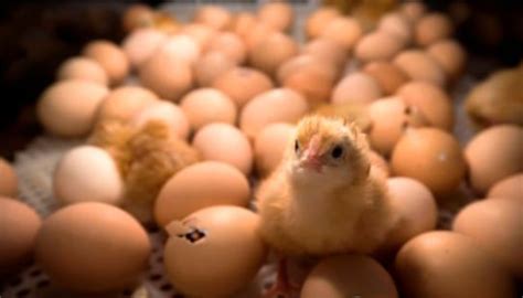 아기 가질 수 있다는 미신에살아있는 병아리 삼킨 인도 남성 결국