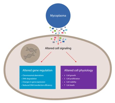 How Does Mycoplasma Contamination Affect Cell Culture Eppendorf Polska