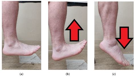 Plantar Flexion And Dorsiflexion