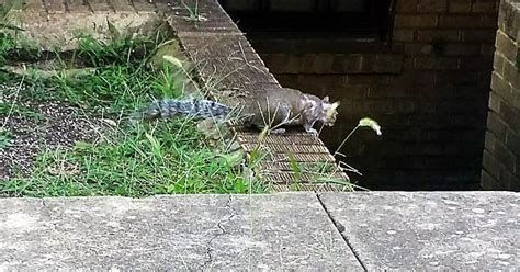 Its Friday Afternoon Heres A Funny Looking Squirrel Imgur