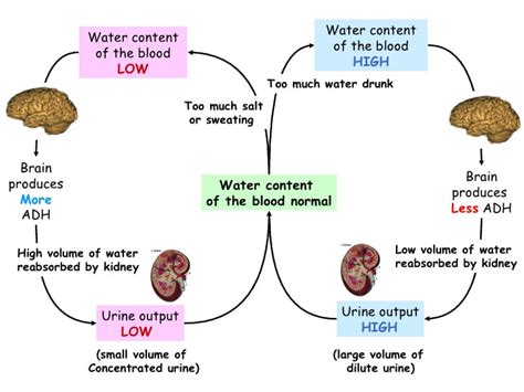 Excretion And Homeostasis Science Is Life