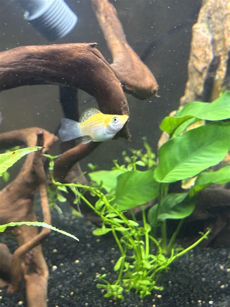 Is My Balloon Molly Pregnant Raquariums