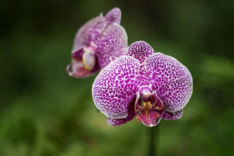 Maximum And Minimum Aperture In Photography Explained