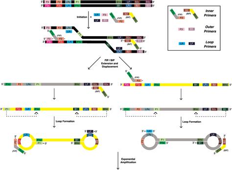 Lamp Overview Three Primers Shown As Small Colored Boxes For Each Download Scientific