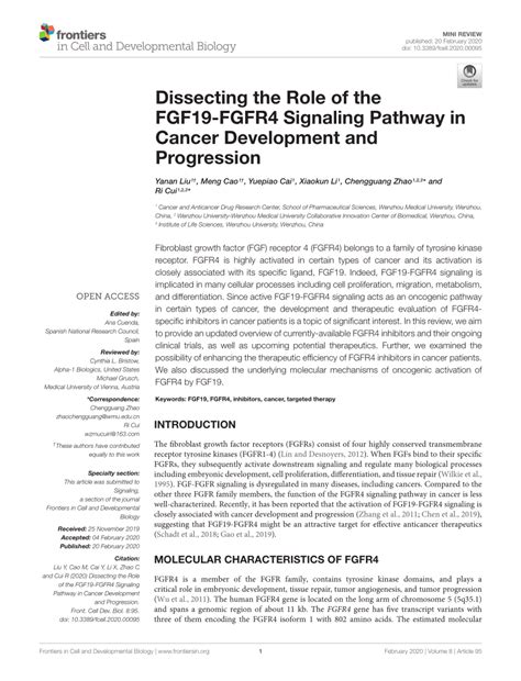 Pdf Dissecting The Role Of The Fgf19 Fgfr4 Signaling Pathway In Cancer Development And Progression