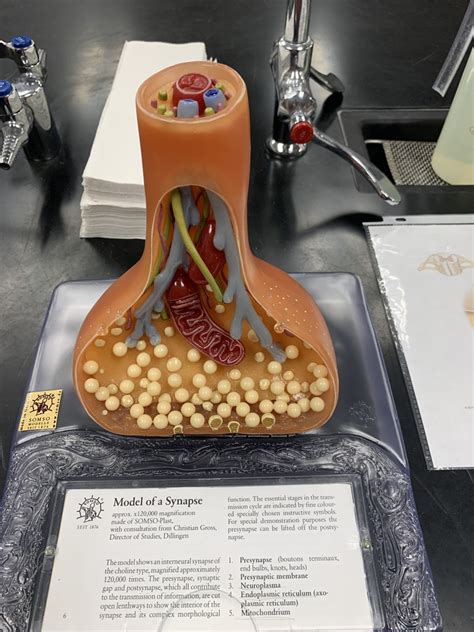Synapse Diagram Quizlet