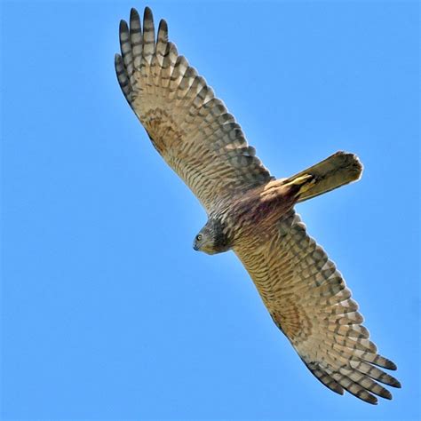 African Marsh Harrier