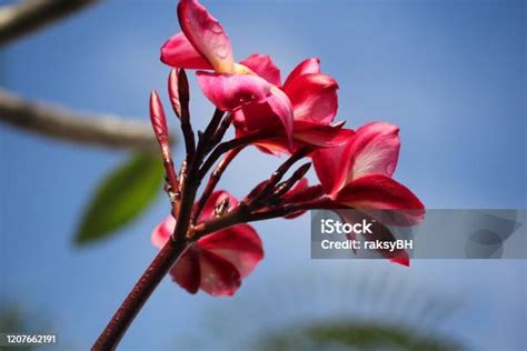 비에서 젖은 화려한 핑크 플루메리아 또는 프란지파니 꽃이 있는 가지 0명에 대한 스톡 사진 및 기타 이미지 0명 개화기 건강한 생활방식 Istock