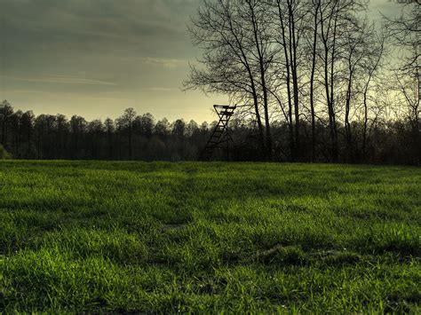 Green Grass Filled Forest Hd Wallpaper Wallpaper Flare