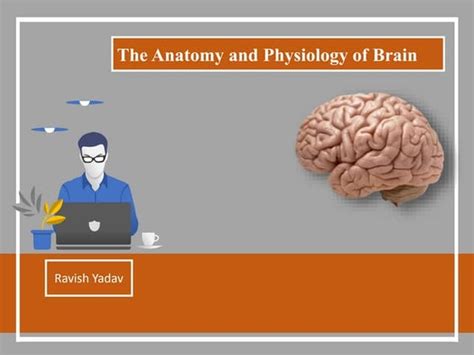 The Human Brain Its Parts And Functions Pptx Brain And Nervous System Disorders Diseases