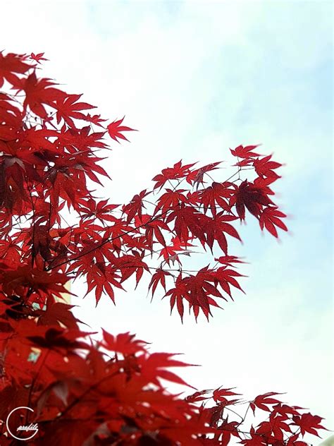 사진 가을폰편집 영디비