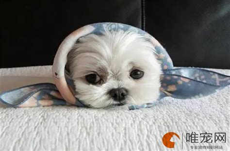 狗伸舌头一直叫怎么回事 唯宠网