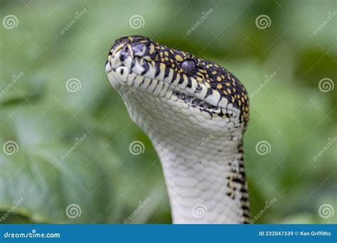 Australian Diamond Python Stock Image Image Of Showing 232047339