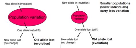 Variation Flashcards Quizlet