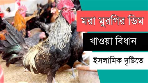 মৃত মুরগির পেটে ডিম থাকলে খাওয়া যাবে কি না Youtube