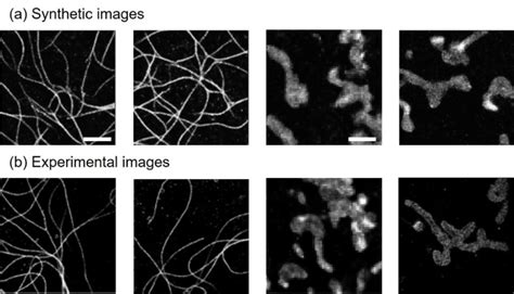Qualitative Comparison Of Experimental Microscopy Data Versus Data Download Scientific Diagram