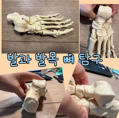 뼈 정리 후족부중족부전족부 네이버 블로그