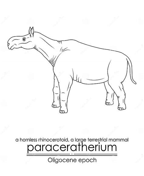 Paraceratherium A Large Terrestrial Mammal From Oligocene Epoch Stock