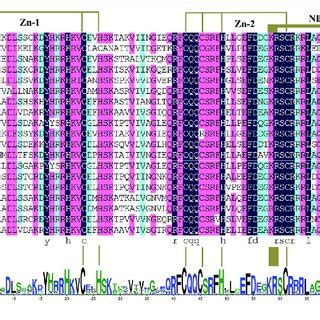Alignment Of The SBP Domains Of PpSPL Proteins A Multiple SBP