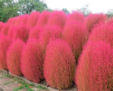 Кохия: посадка и уход в открытом грунте, выращивание из семян