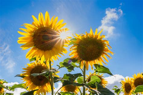 해바라기 자연 배경 해바라기 개화 해바라기의 클로즈업 0명에 대한 스톡 사진 및 기타 이미지 0명 개화기 꽃 나무 Istock
