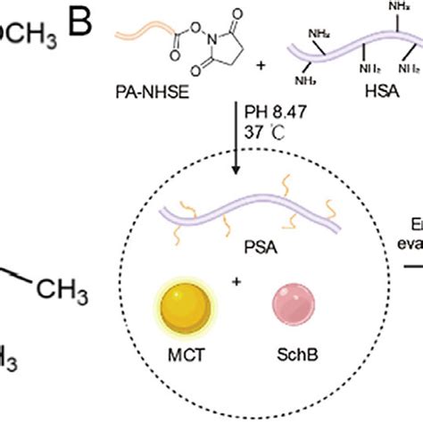 Schematic Illustration Of The Formation Of Schb Psa Nps Schb Chemical