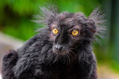 15 Melanistic Marvels Rare Black Animals That Show Natures Beauty
