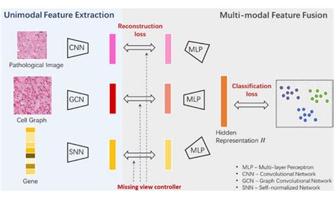 Multi Modal Learning With Missing Data For Cancer Diagnosis Using Histopathological And Genomic