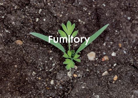 Weed Guide Nufarm Uk