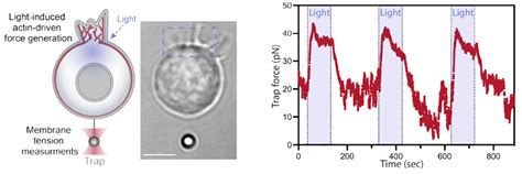 Actin Driven Protrusions Generate Rapid Long Range Membrane Tension Propagation In Cells Prelights