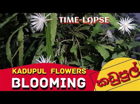 Kadupul Flowers Blooming කඩුපුල් Time Lapse Youtube