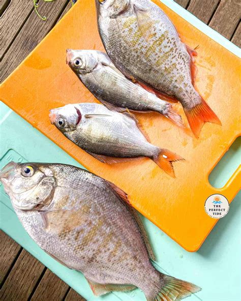 How To Surf Fish For Perch The Perfect Tide