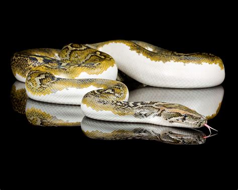 Burmese Python Nathan Jordan