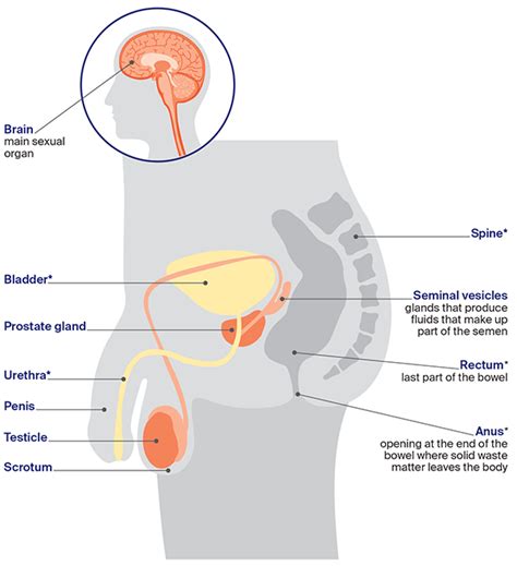 Human Intercourse Diagram