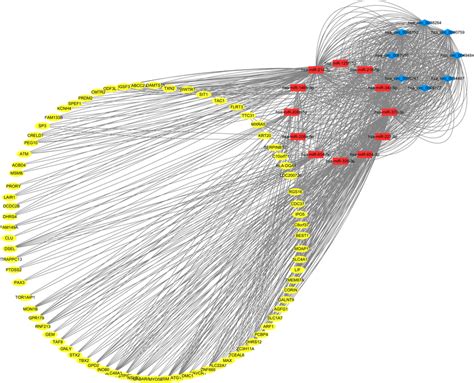 The Circrna‐mirna‐mrna Network Blue Diamonds Represent Circrnas Red Download Scientific