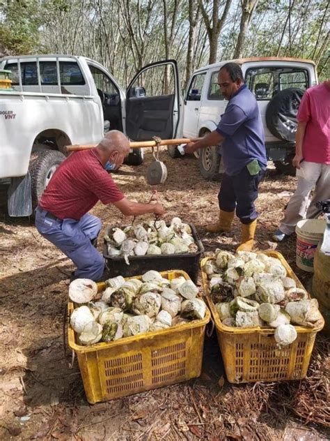 Unravelling The Sustainability Framework A Balancing Act For Natural Rubber Plantation Smallholders