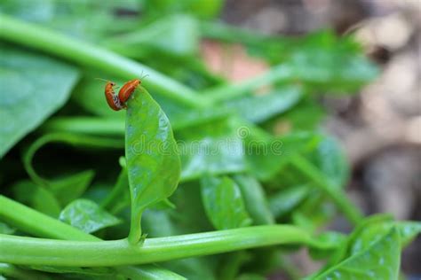 Insect Mating Season Insect Reproduction Green Potato Leaves Sex Of