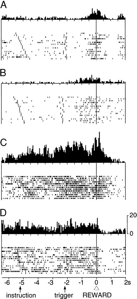 Different Onsets Of Activations Preceding Reward In 4 Orbitofrontal