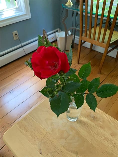 Anne Heller Obituary 2022 New York Ny New York Times