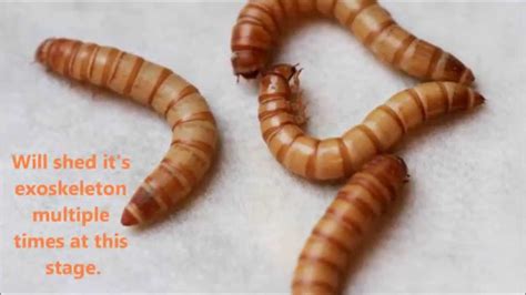Mealworm Life Cycle Time Of Import Chronicle Picture Archive